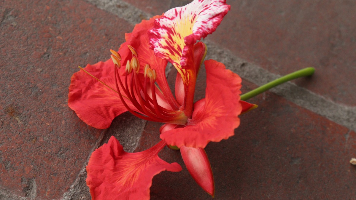 Tổng hợp 50+ hình ảnh hoa phượng đẹp gắn liền với mùa hè